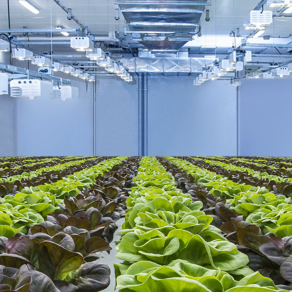How Light Affects Plant Growth – ViparSpectra